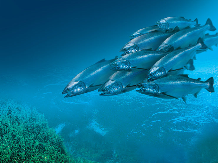 The Wagyu Beef of Seafood | Fresh Fish Delivery | Hook'd